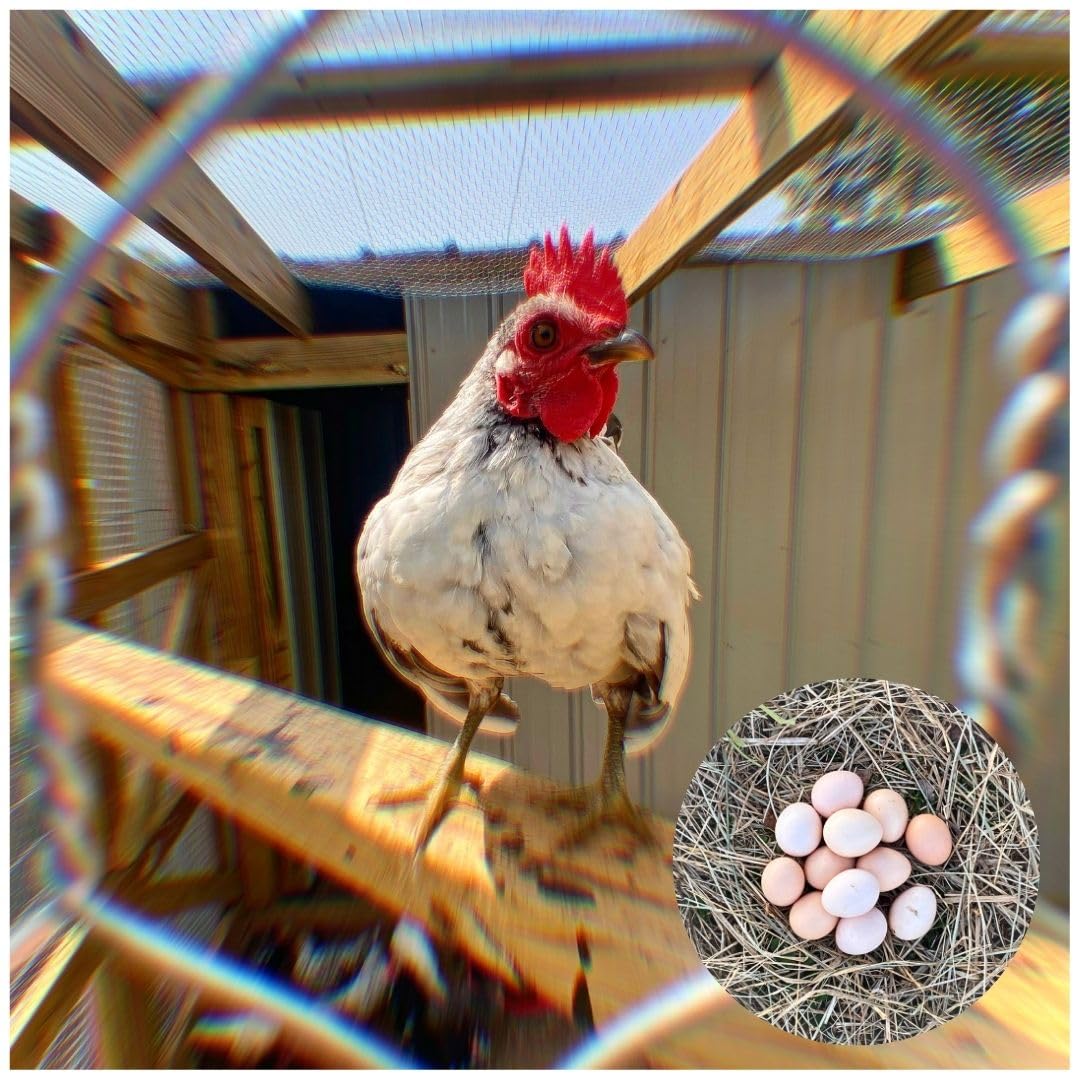 Generic Serama Micro Chicken Hatching Eggs, Traditional A/B Class, 12 ...
